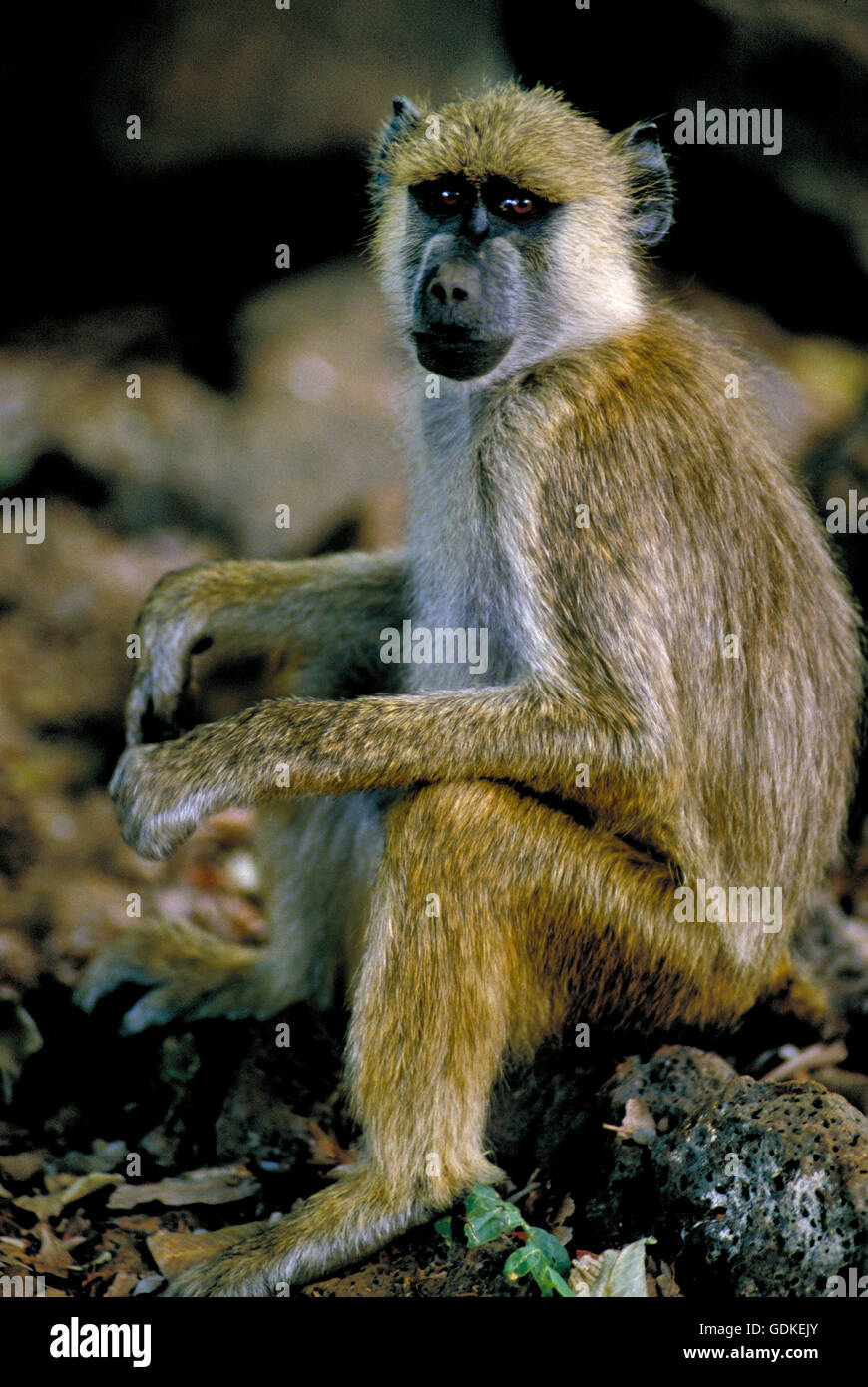 A Vervet or "Green" Monkey (Cercopithecus aethiops) at Pendjari Park in ...