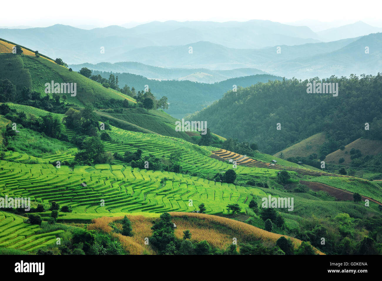 Green Terraced Rice Field in PA bong piang Chiangmai, Thailand Stock ...