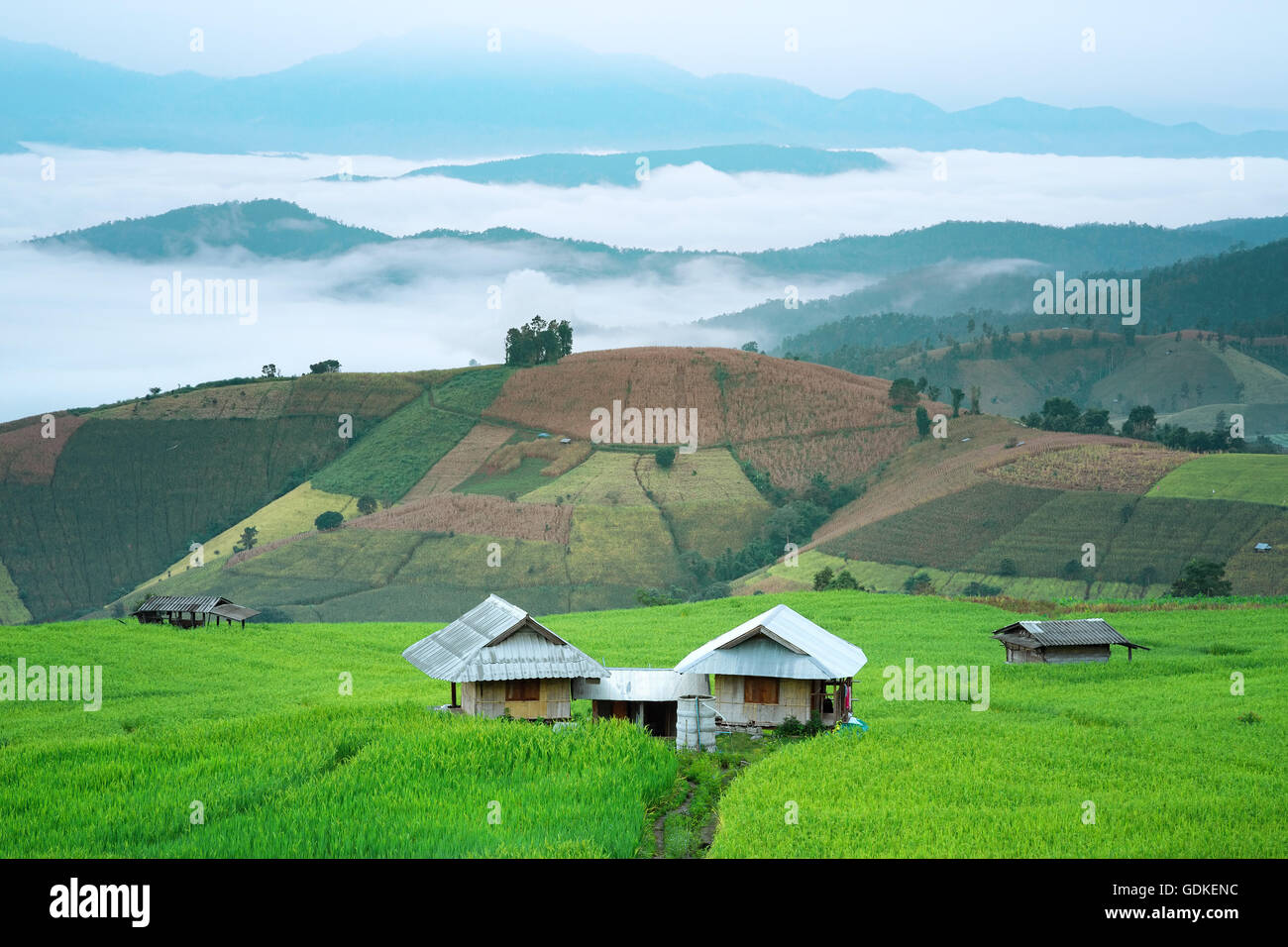 Stair rice field hi-res stock photography and images - Alamy