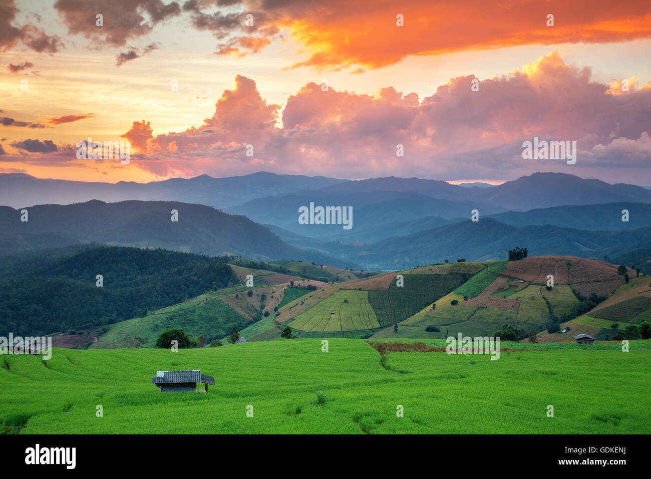 Rice field on the mountain with background lighting in the evening ...