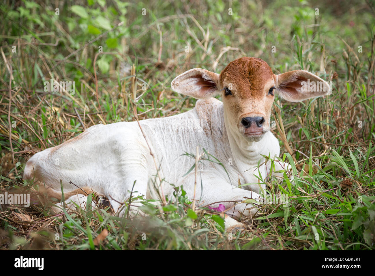 Cow calf resting in hi-res stock photography and images - Alamy