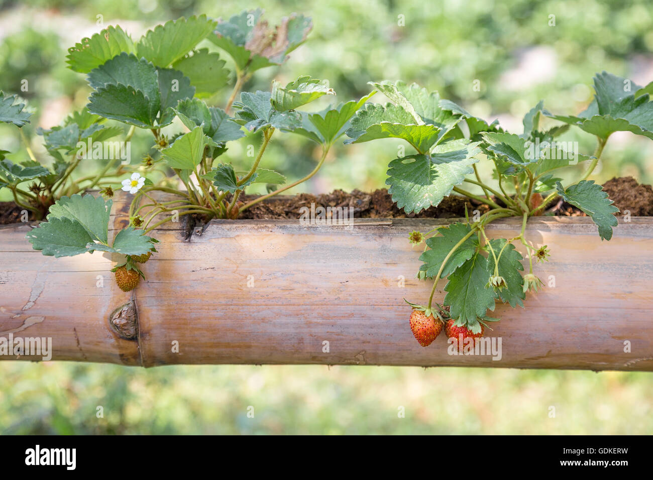 Growing Strawberry Plant Stages