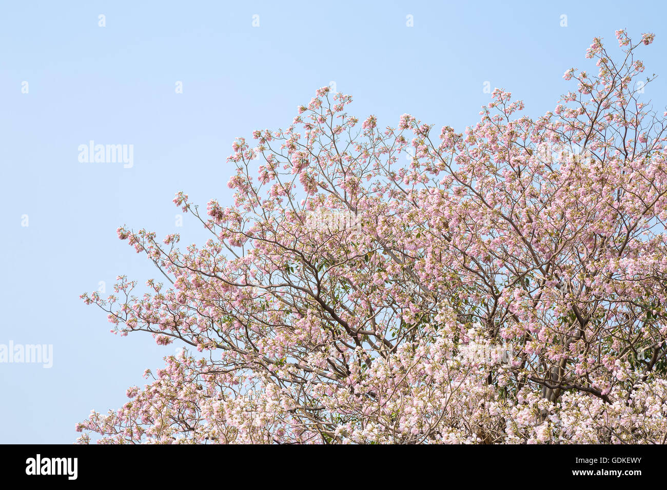 Pink Pantip blossom flowers on the tree Stock Photo - Alamy