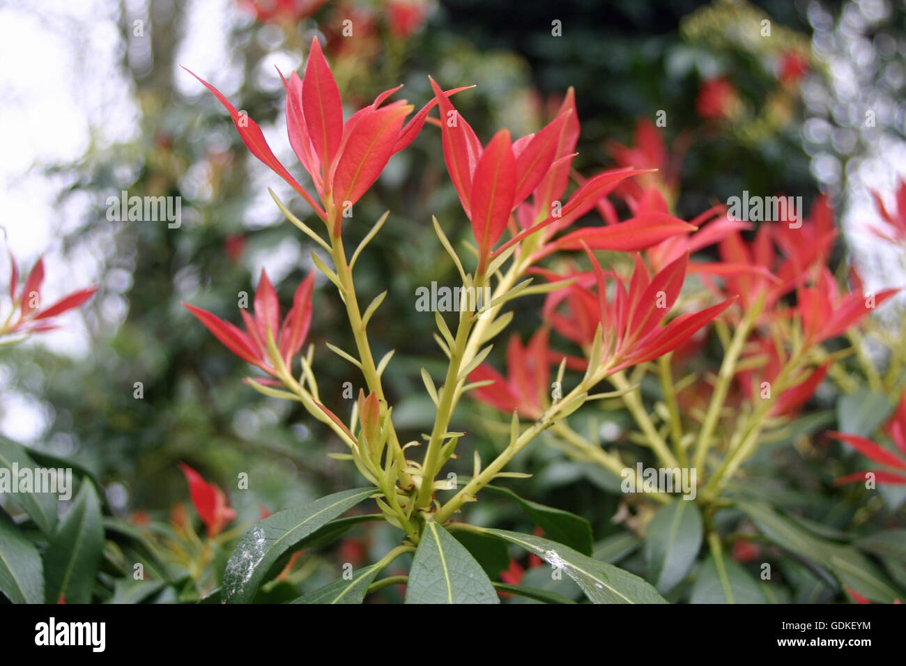 Pieris shrub hi-res stock photography and images - Alamy