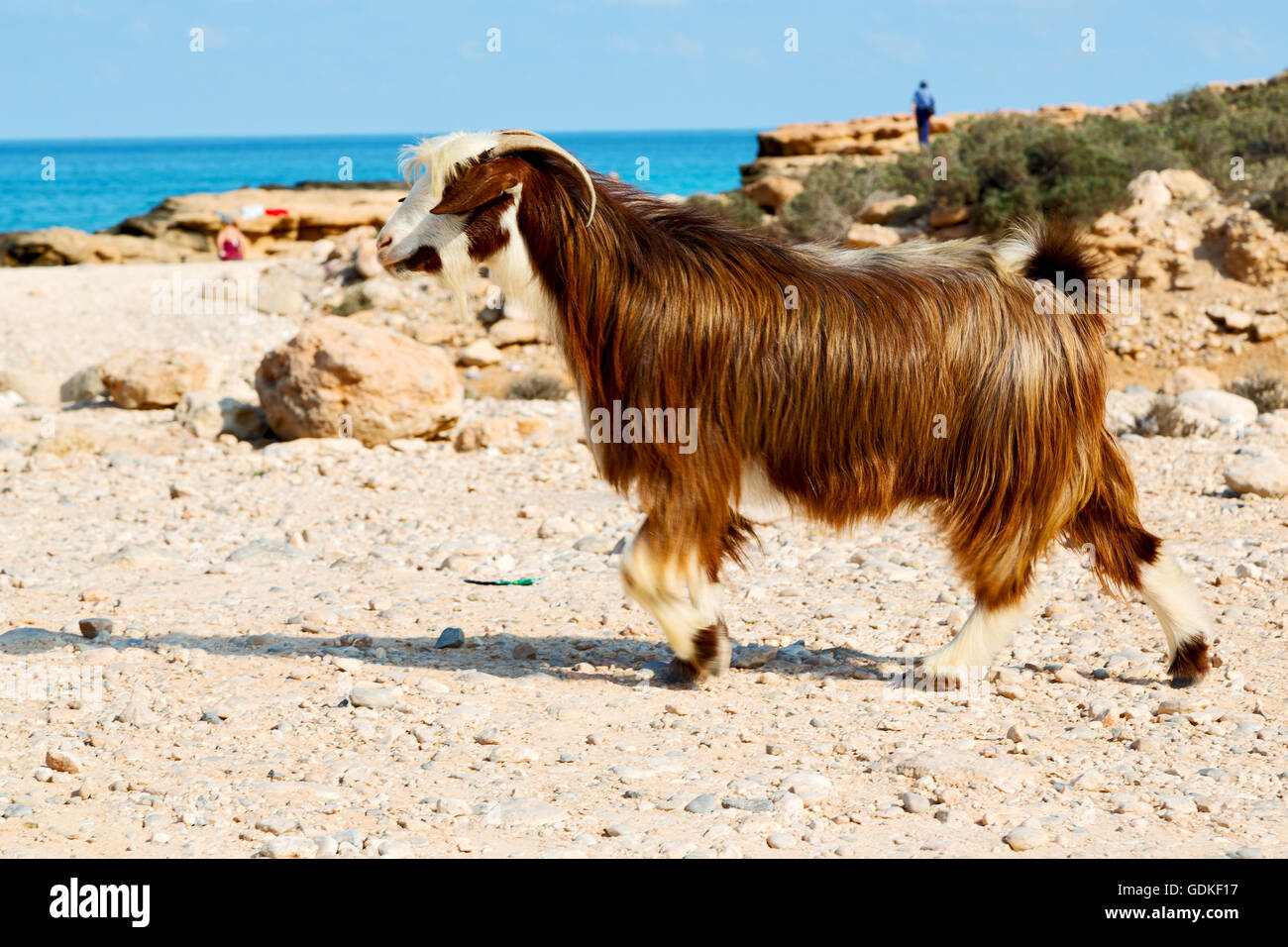 near the rock sea and bush in oman goat alone Stock Photo - Alamy