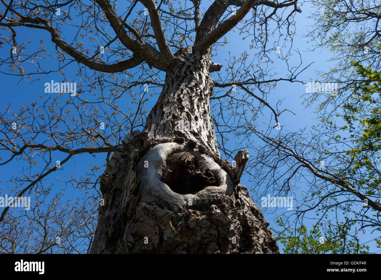 beautiful old tree with hole Stock Photo - Alamy