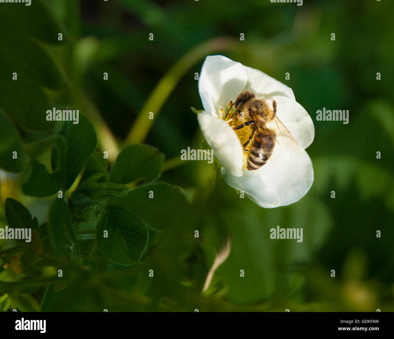 Wildlife on flower hi-res stock photography and images - Alamy