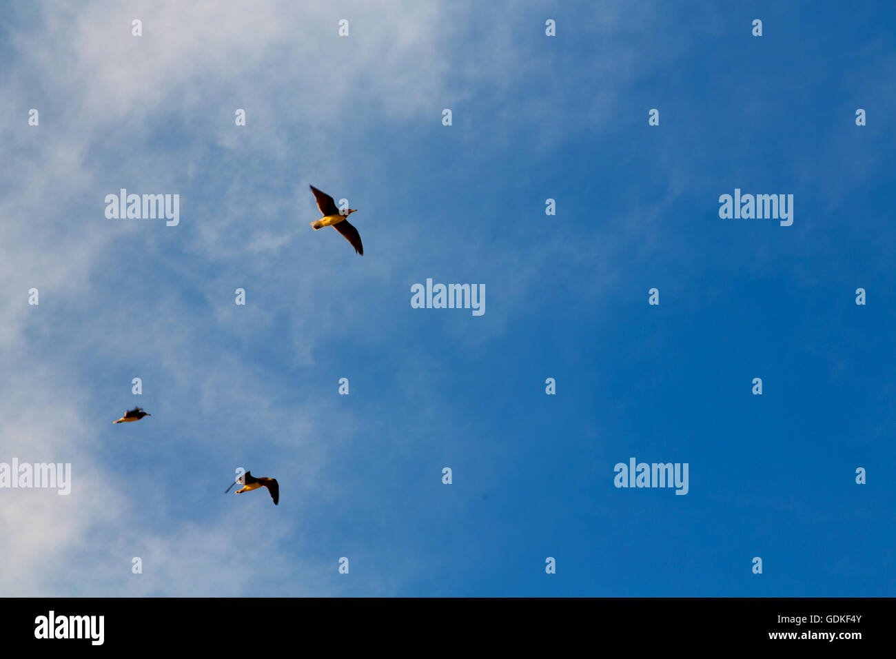 and free group of birds in oman the sky Stock Photo - Alamy