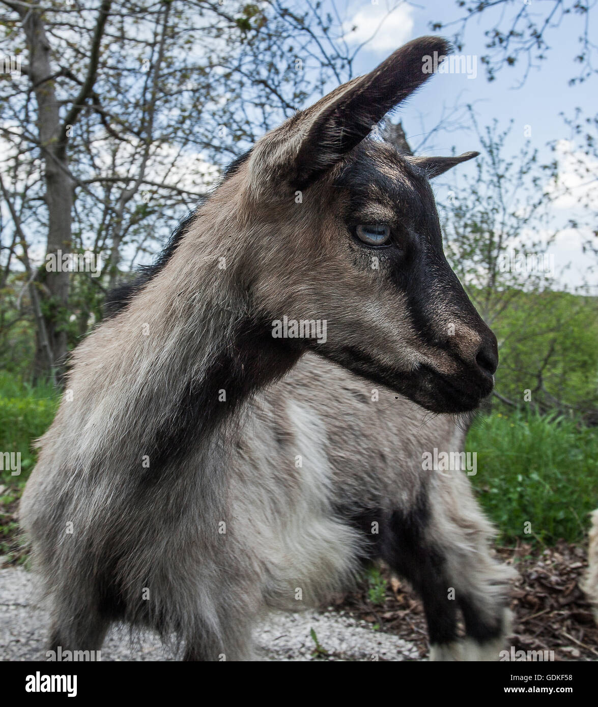 Goat in house hi-res stock photography and images - Alamy