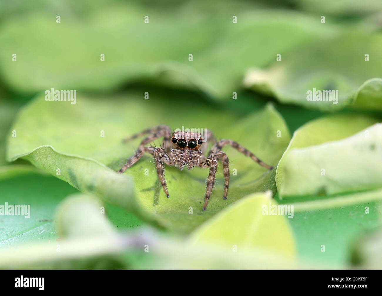 Insect jumping hi-res stock photography and images - Alamy