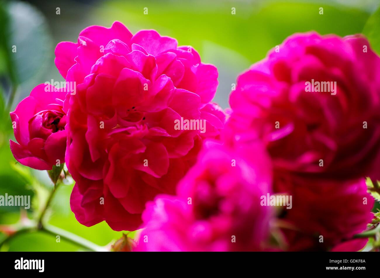 Bc rose hi-res stock photography and images - Alamy