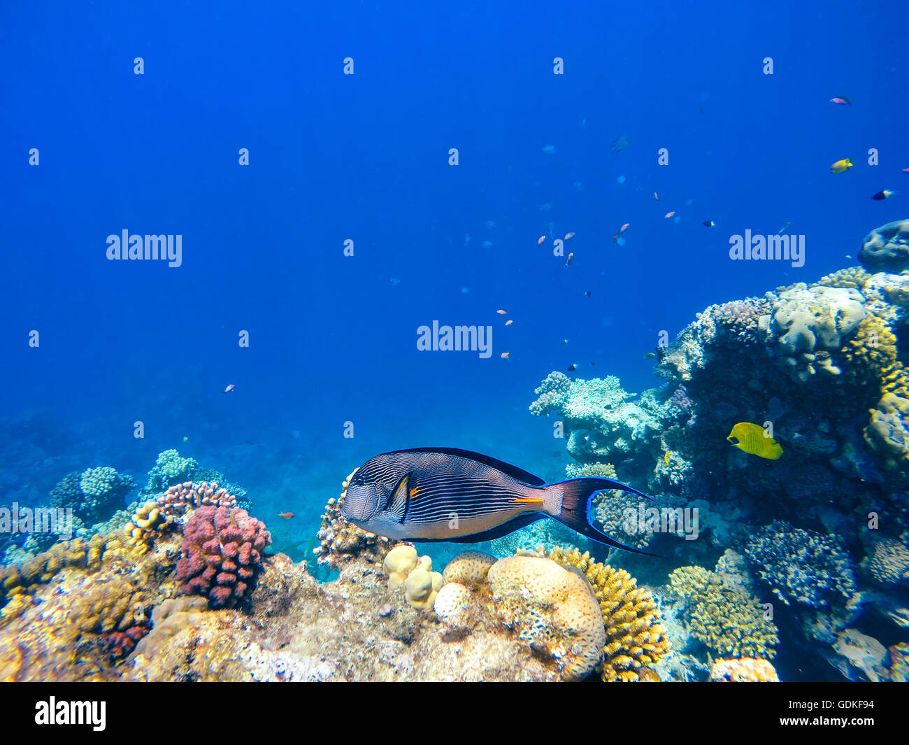 Coral and fish in the Red Sea. In front is Red Sea surgeonfish, in ...