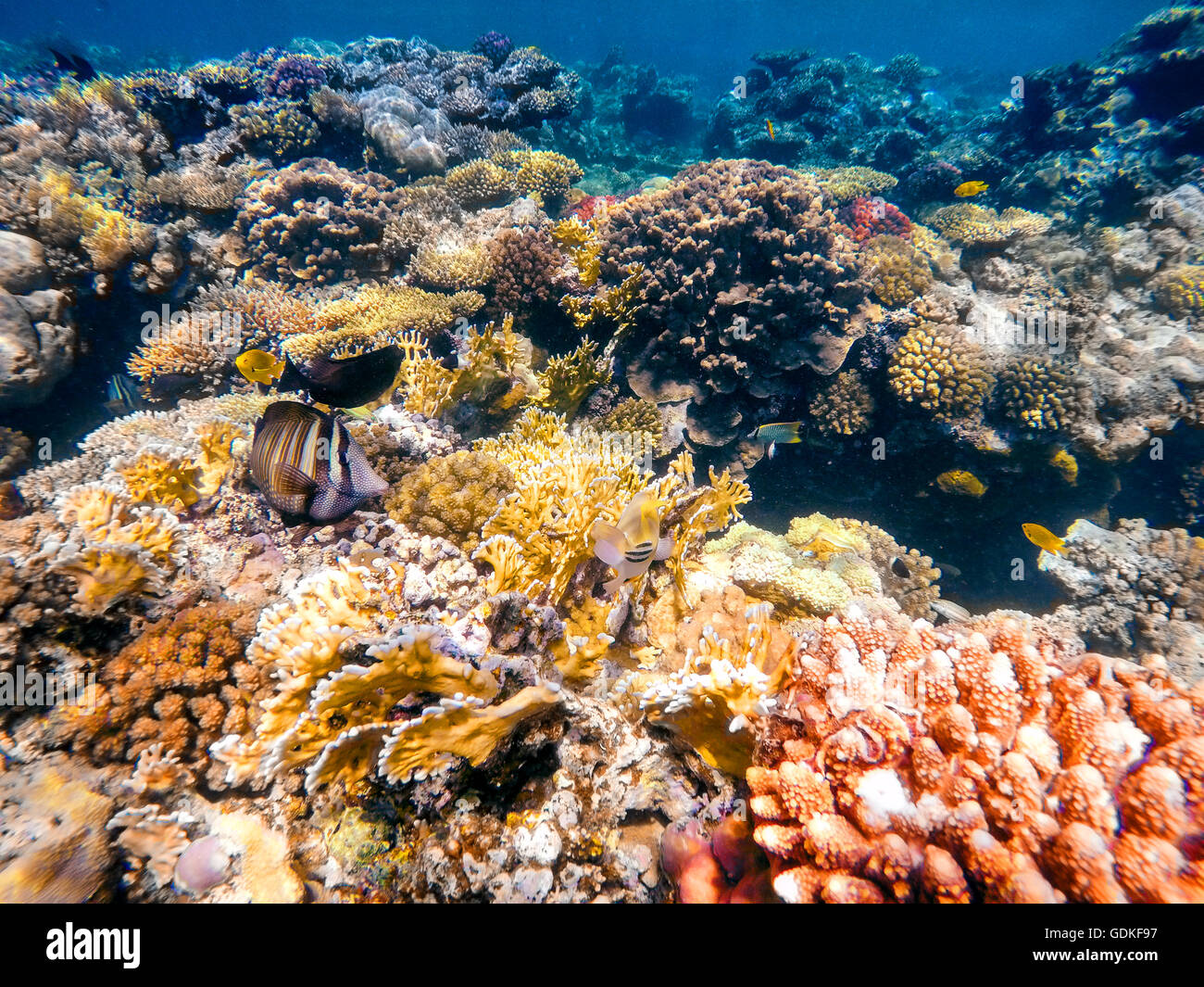 Coral and fish in the Red Sea. In front stripped butterfly fish, in ...
