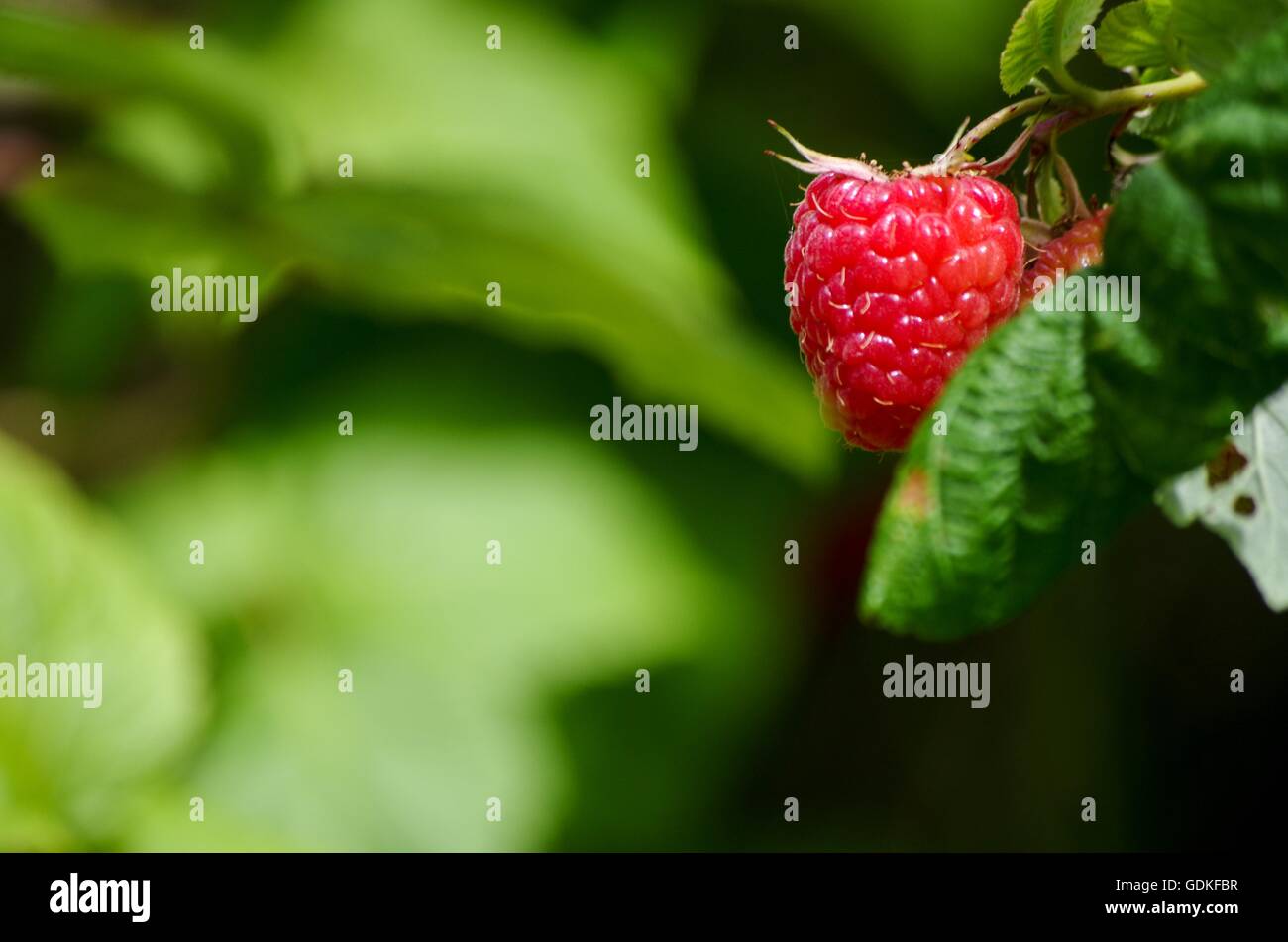 Raspberries growing hi-res stock photography and images - Alamy