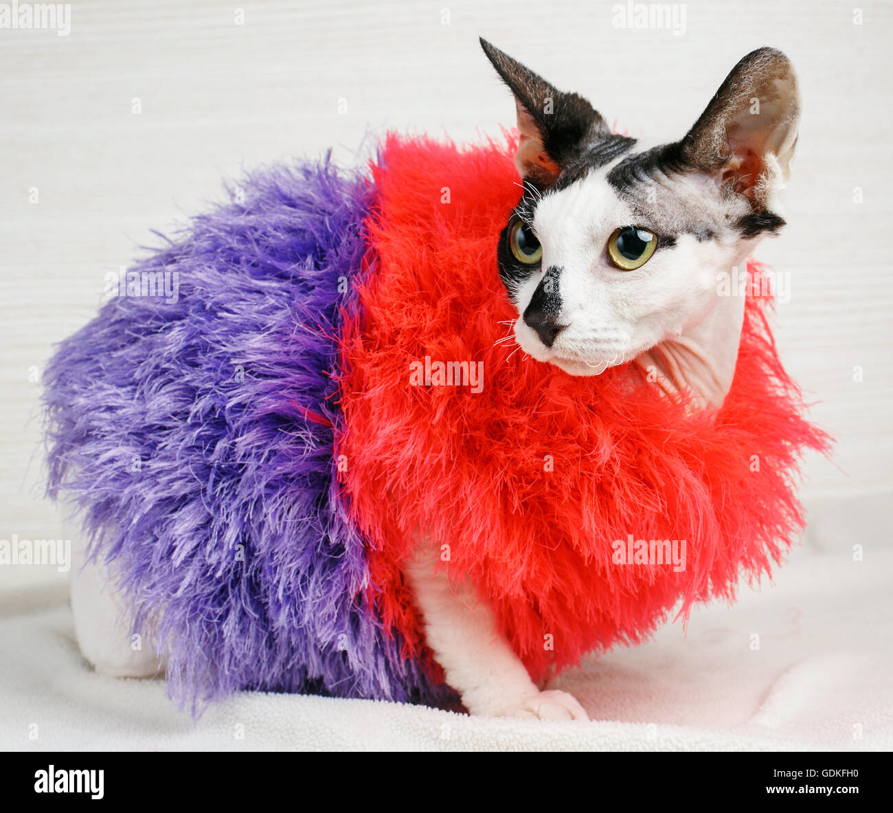 Sphynx cat wearing red and purple pullover Stock Photo - Alamy