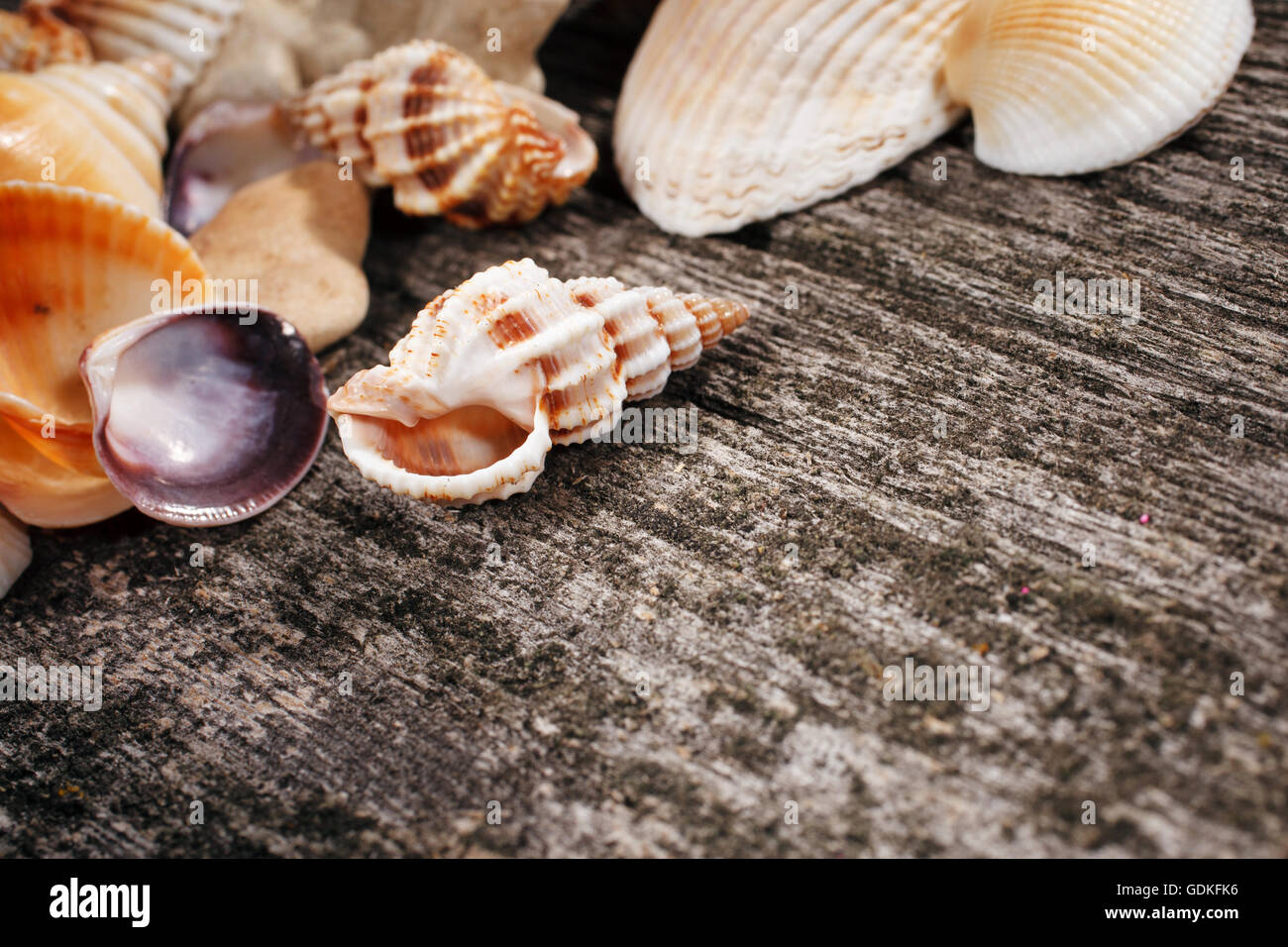 Old sea shell hi-res stock photography and images - Alamy