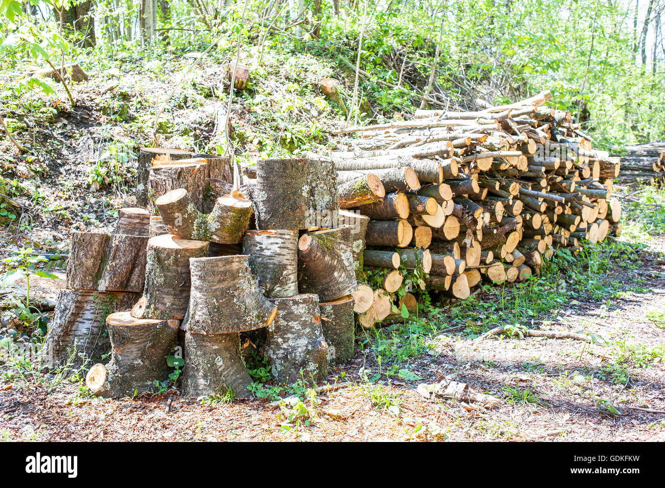 Stack of beech logs for firewood in the forest Stock Photo - Alamy
