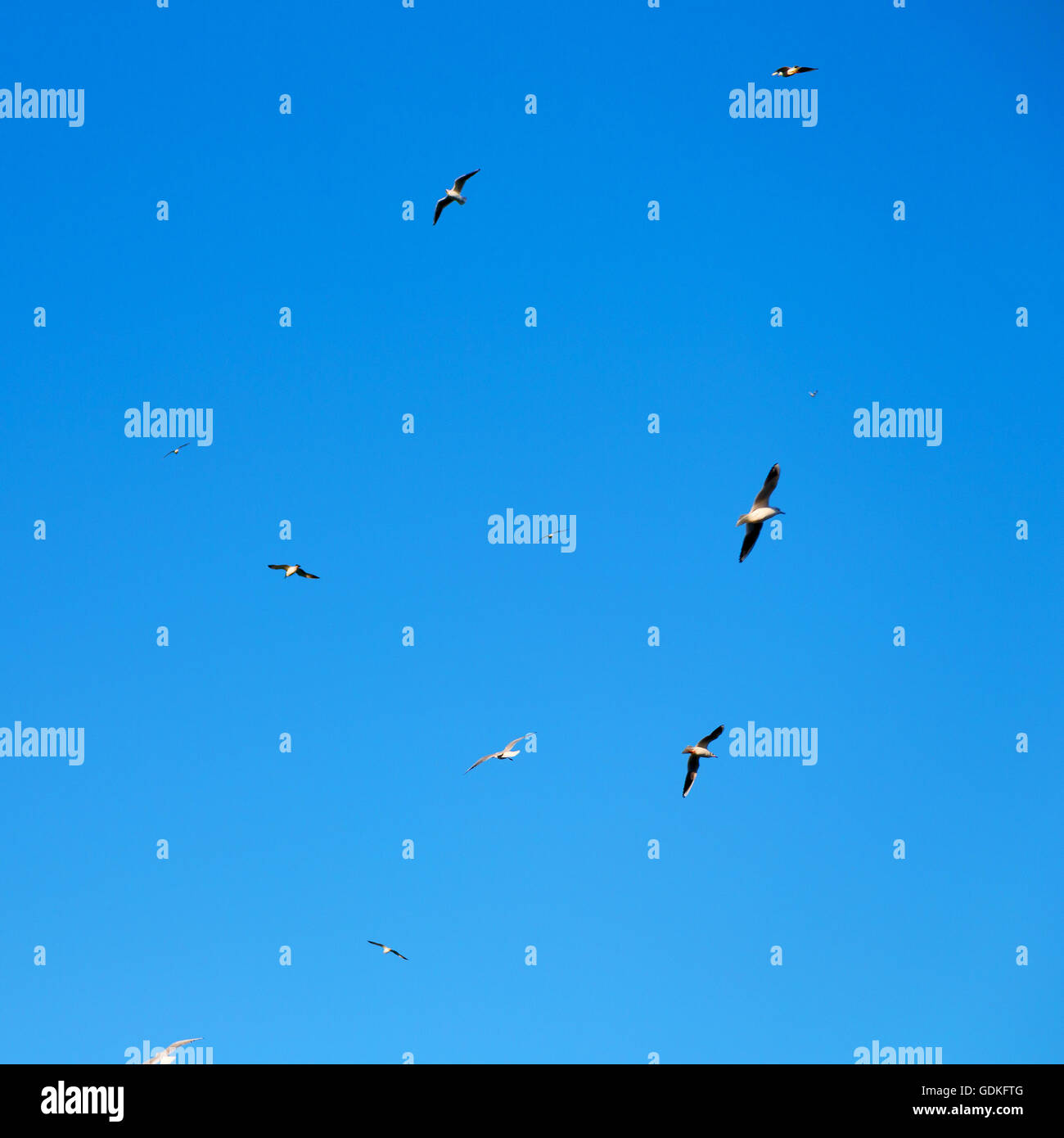 and free group of birds in oman the sky Stock Photo - Alamy