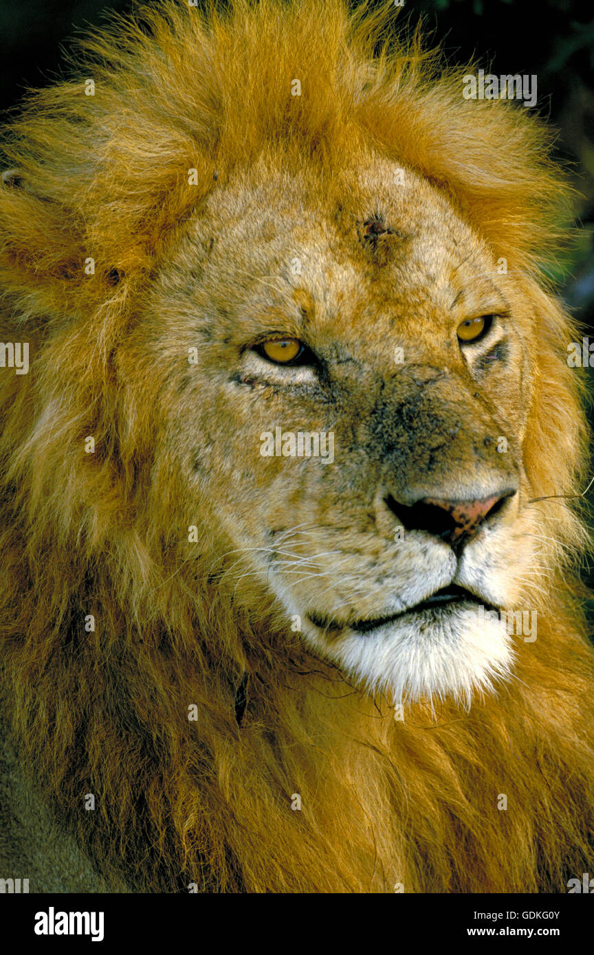 Benin africa park hi-res stock photography and images - Alamy