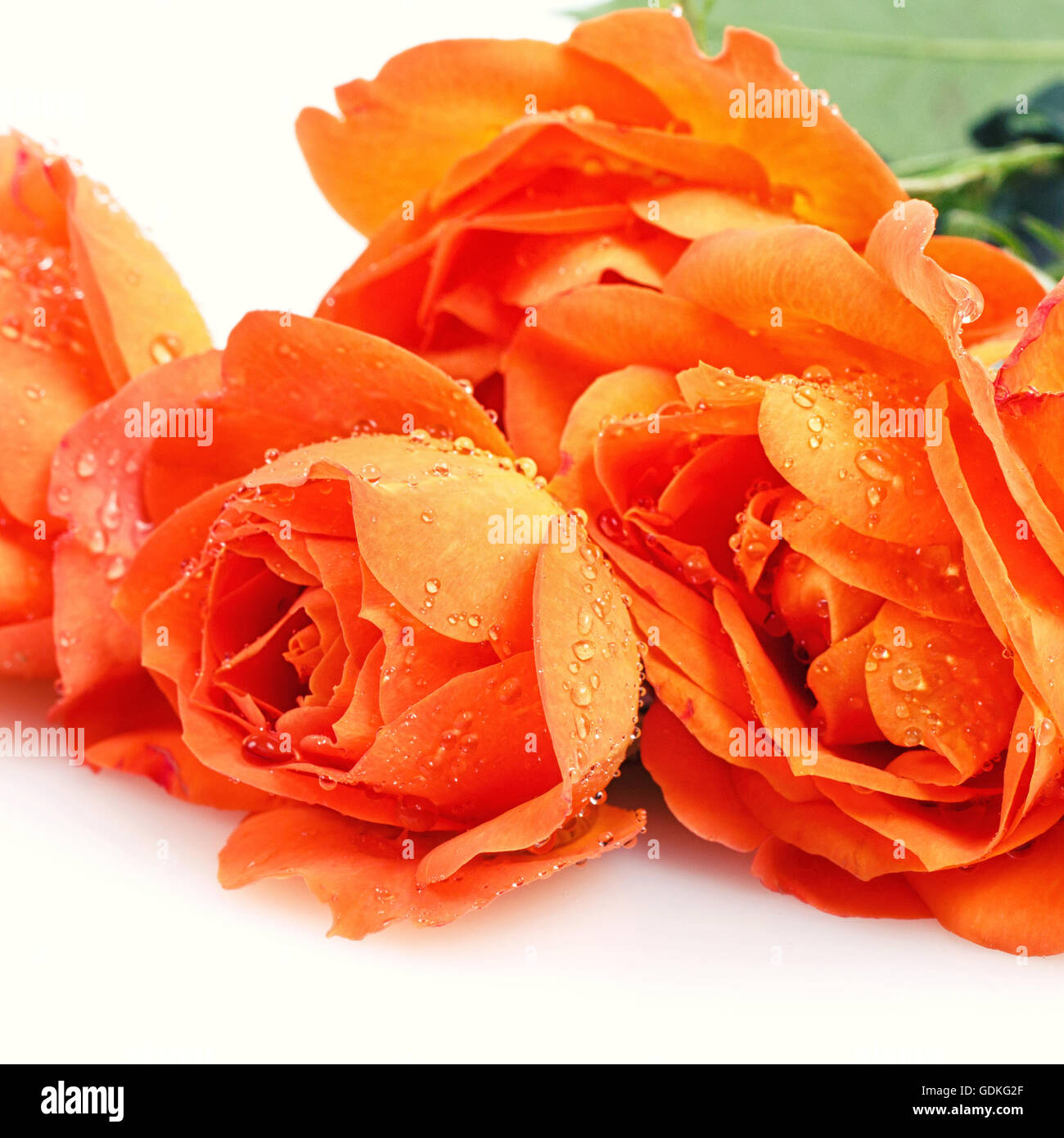 yellow roses head isolated on white background Stock Photo - Alamy