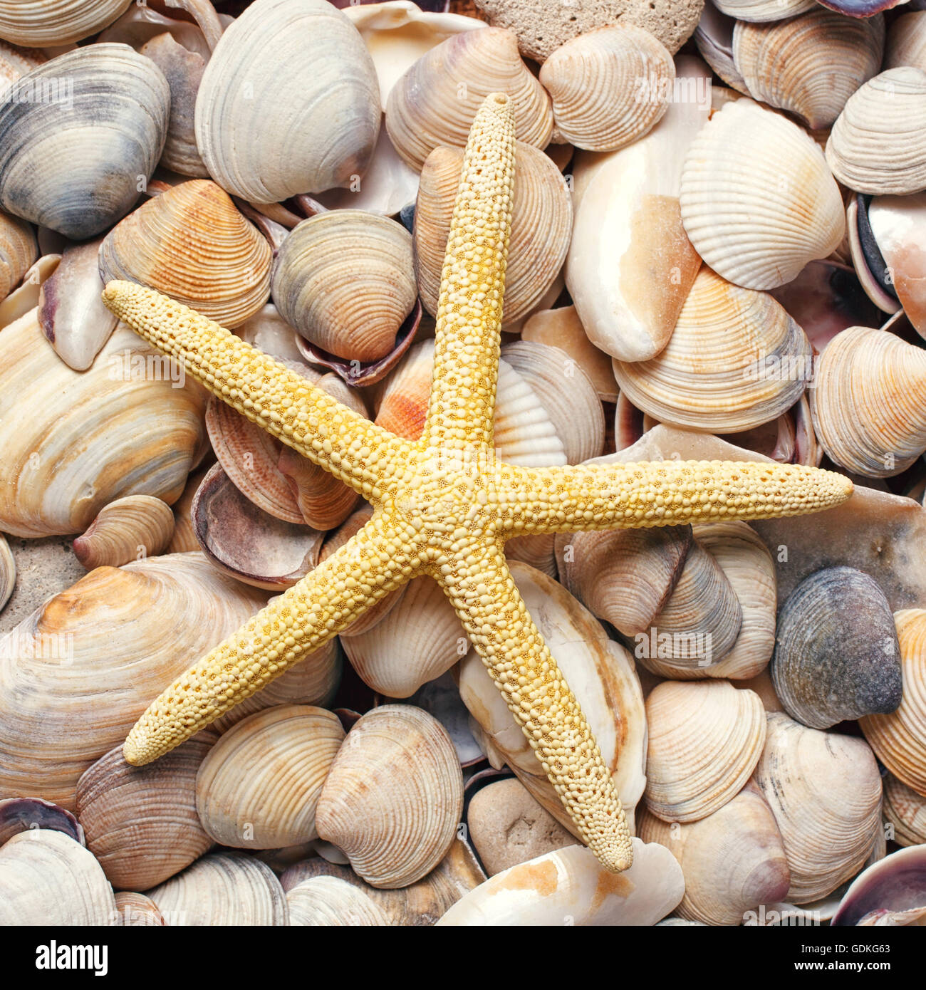 sea shells background.Starfish Stock Photo - Alamy