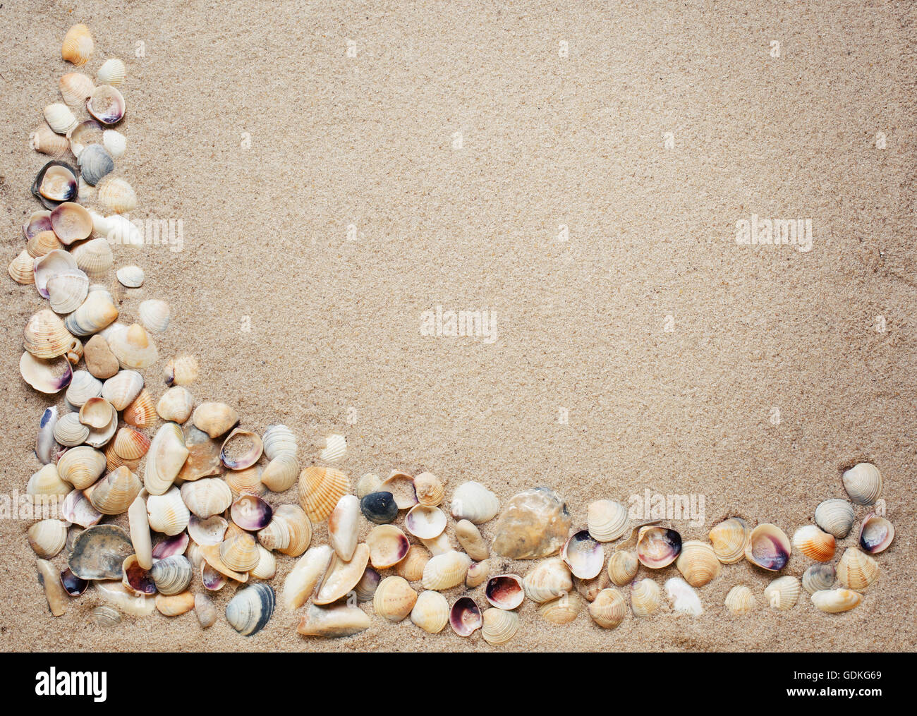 Sea shells on sand Stock Photo - Alamy