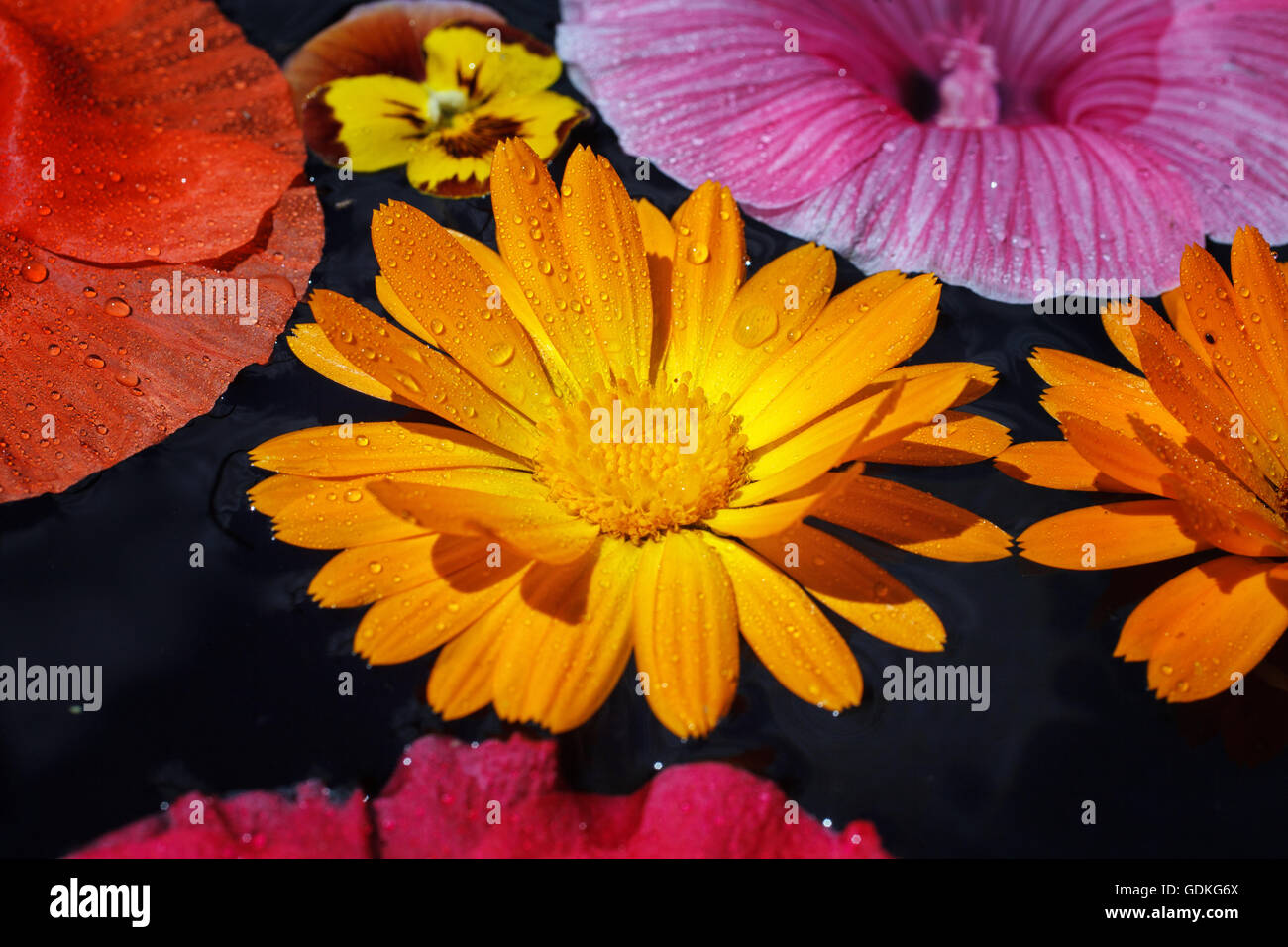 Beautiful field of calendula hi-res stock photography and images - Alamy