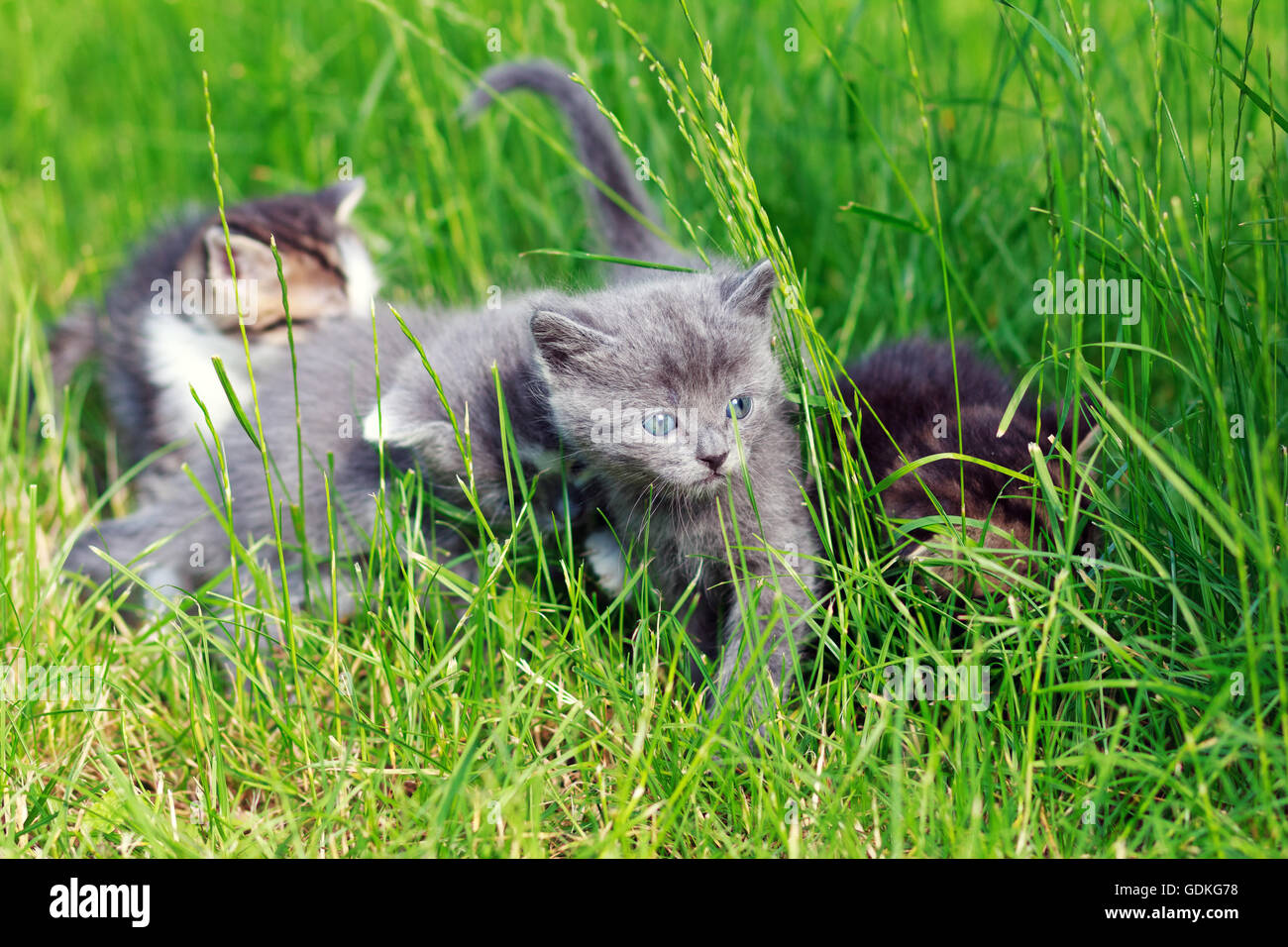 Cute Kittens Playing