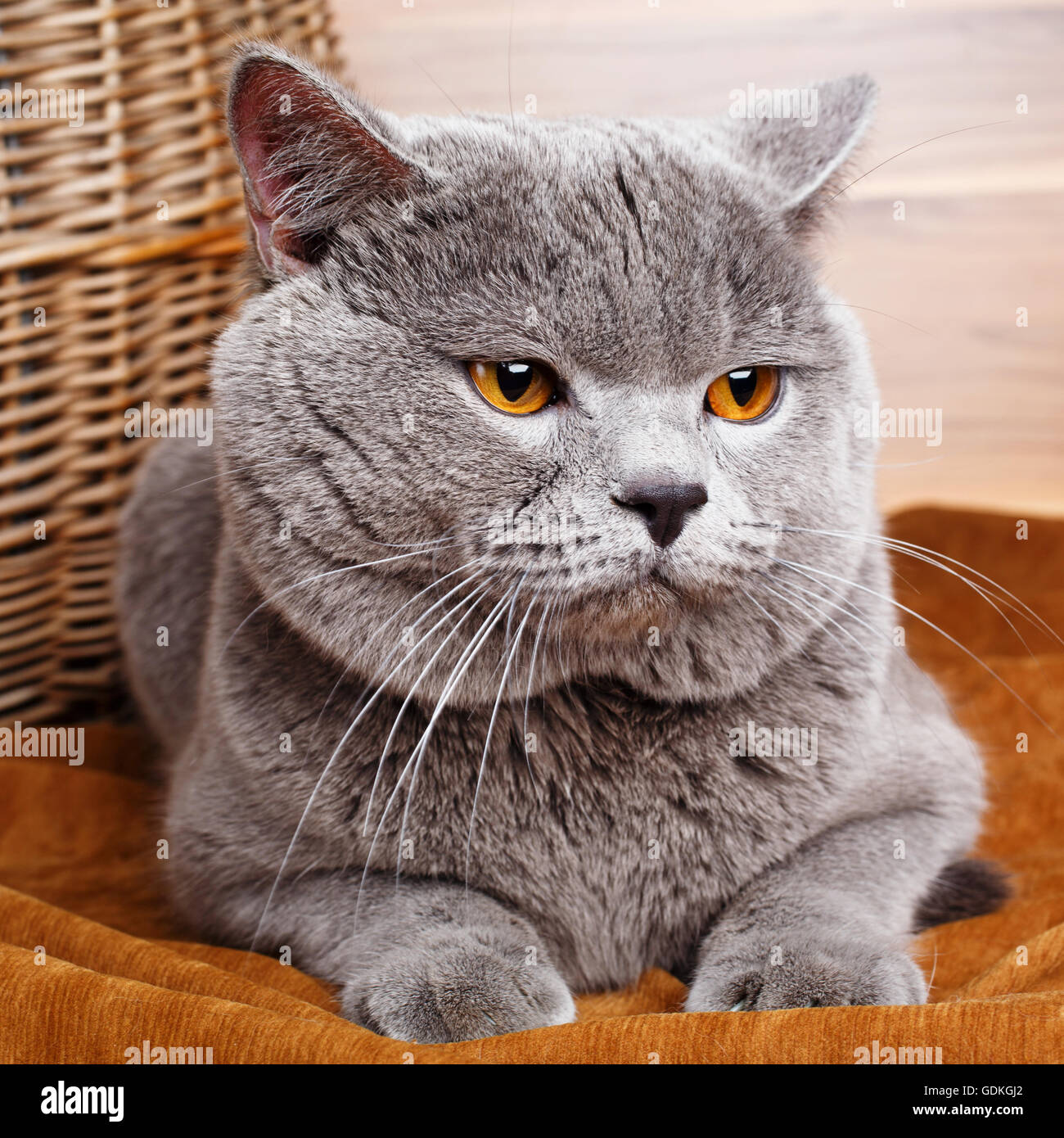 British shorthair cat hi-res stock photography and images - Alamy