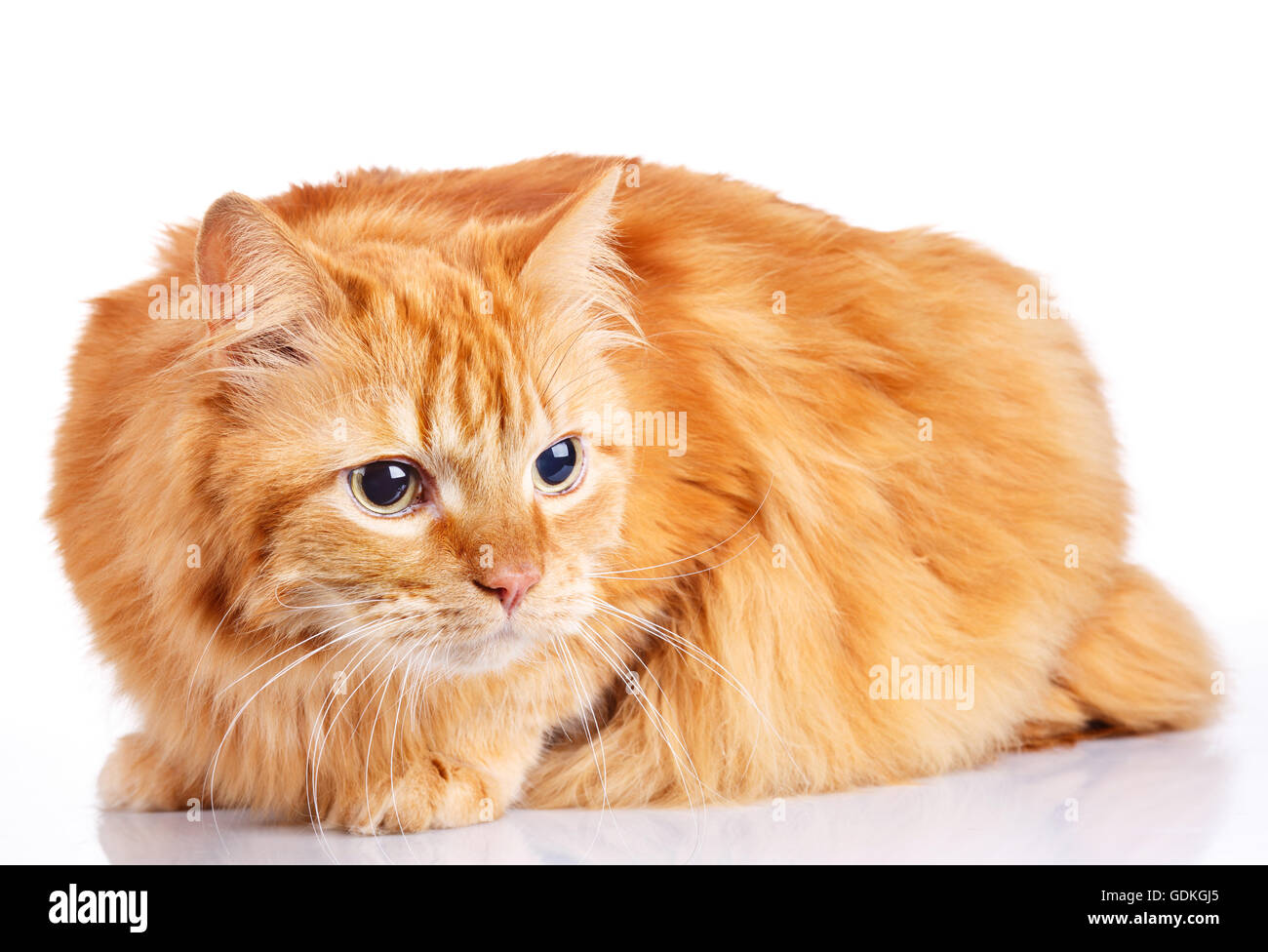 Red cat isolated on a white background Stock Photo - Alamy