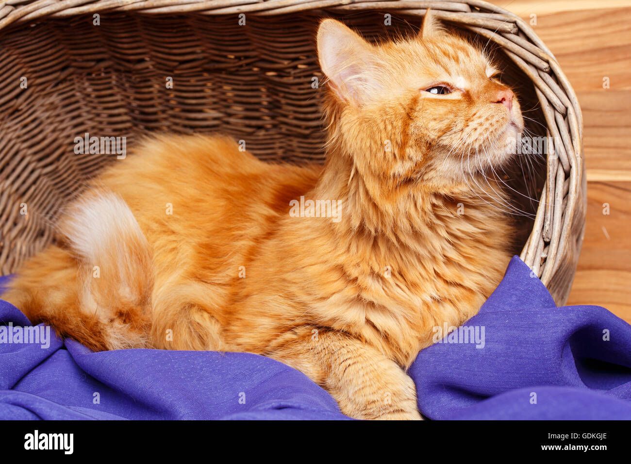 big red cat rests in a wooden basket Stock Photo - Alamy
