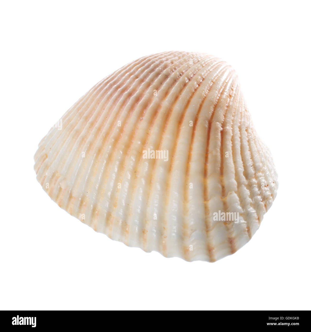 Sea shell isolated on white background Stock Photo - Alamy