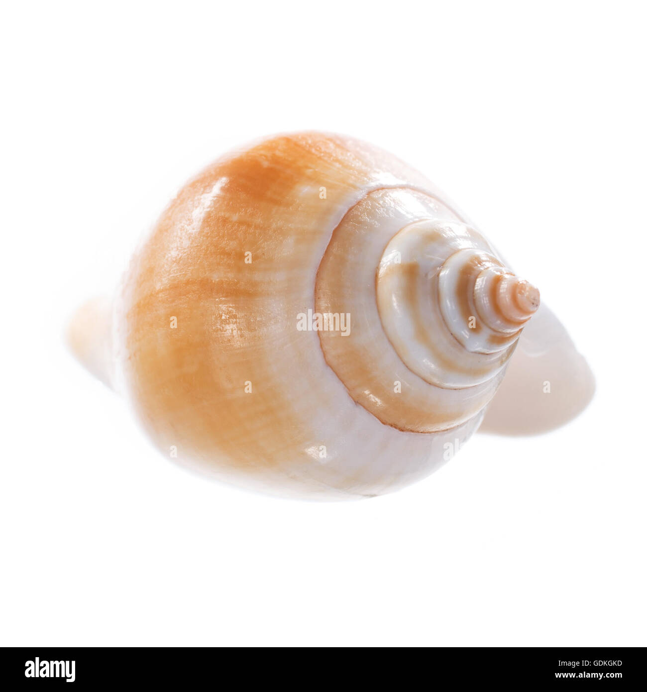 Sea shell isolated on white background Stock Photo - Alamy