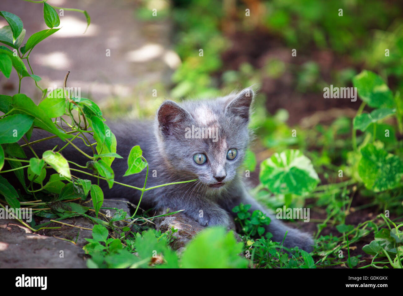 Kitten cute grass hi-res stock photography and images - Alamy