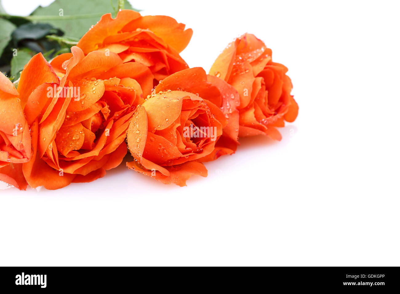 yellow roses head isolated on white background Stock Photo - Alamy