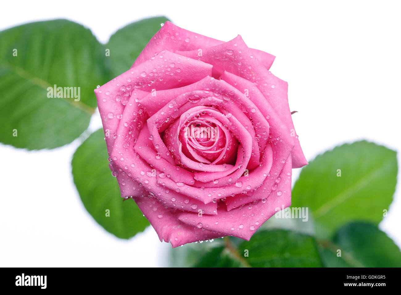 pink rose head isolated on white background Stock Photo - Alamy