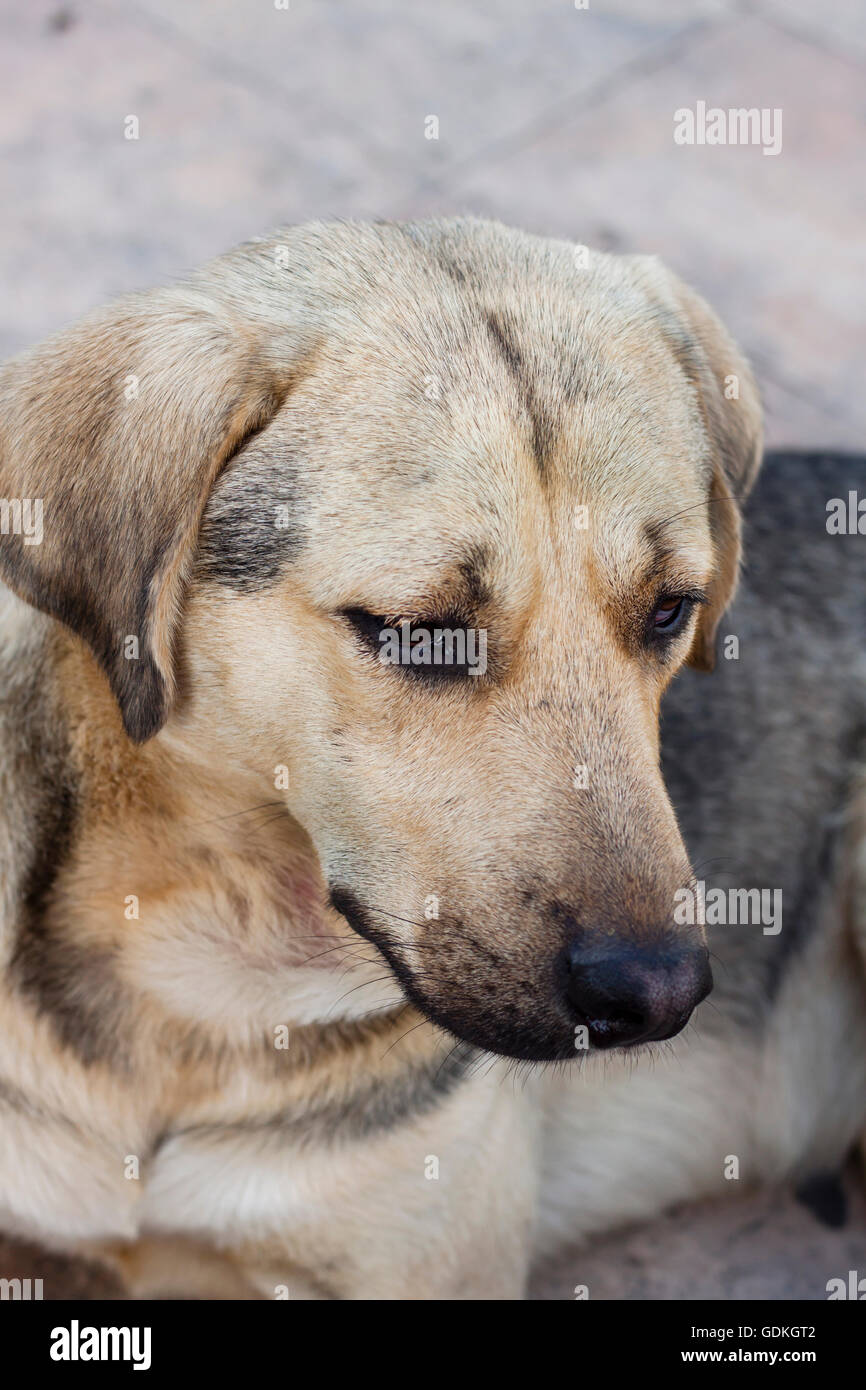 Close up shot of sitting stray dog watching something Stock Photo - Alamy
