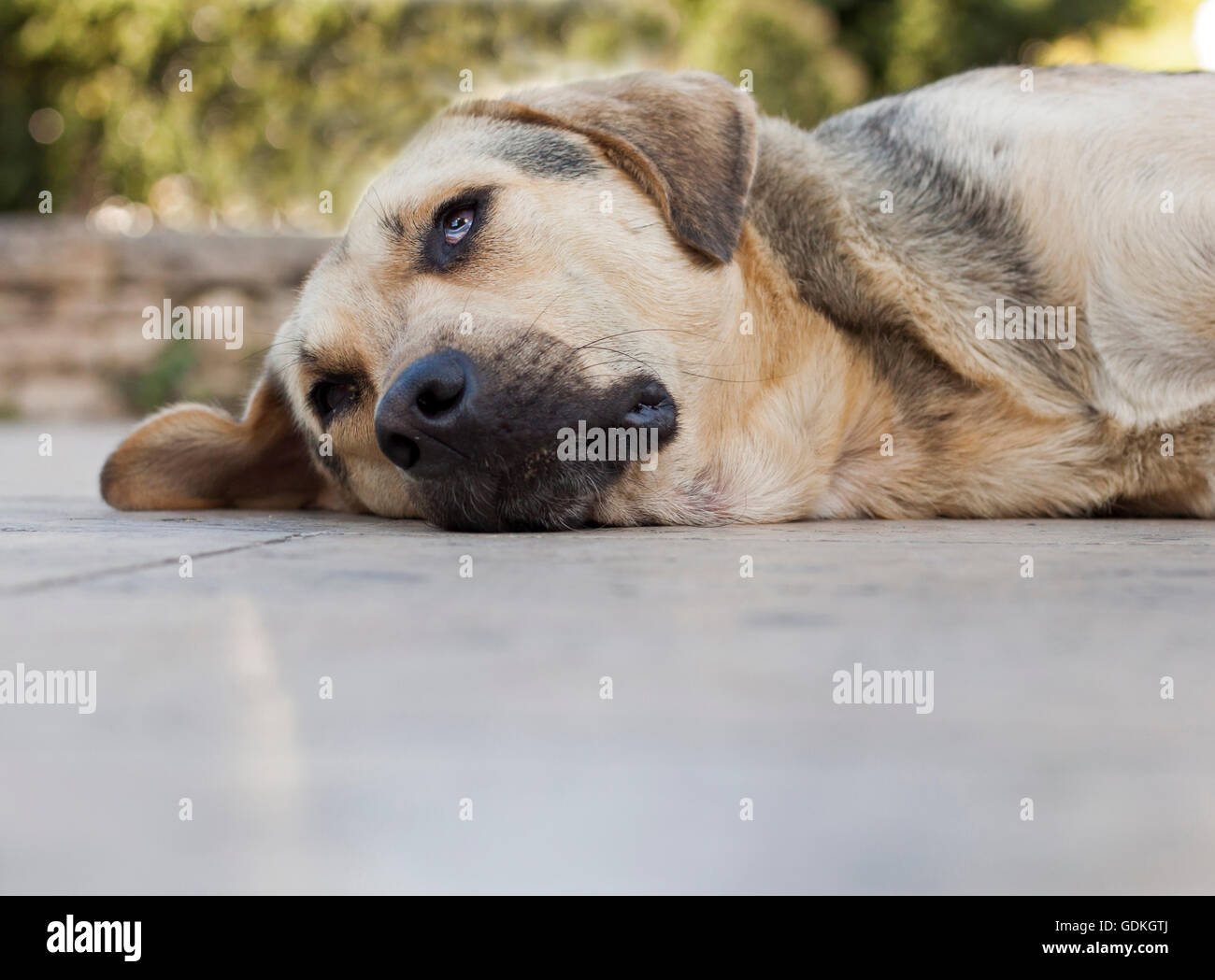 Sad looking homeless dog lying on the street Stock Photo - Alamy