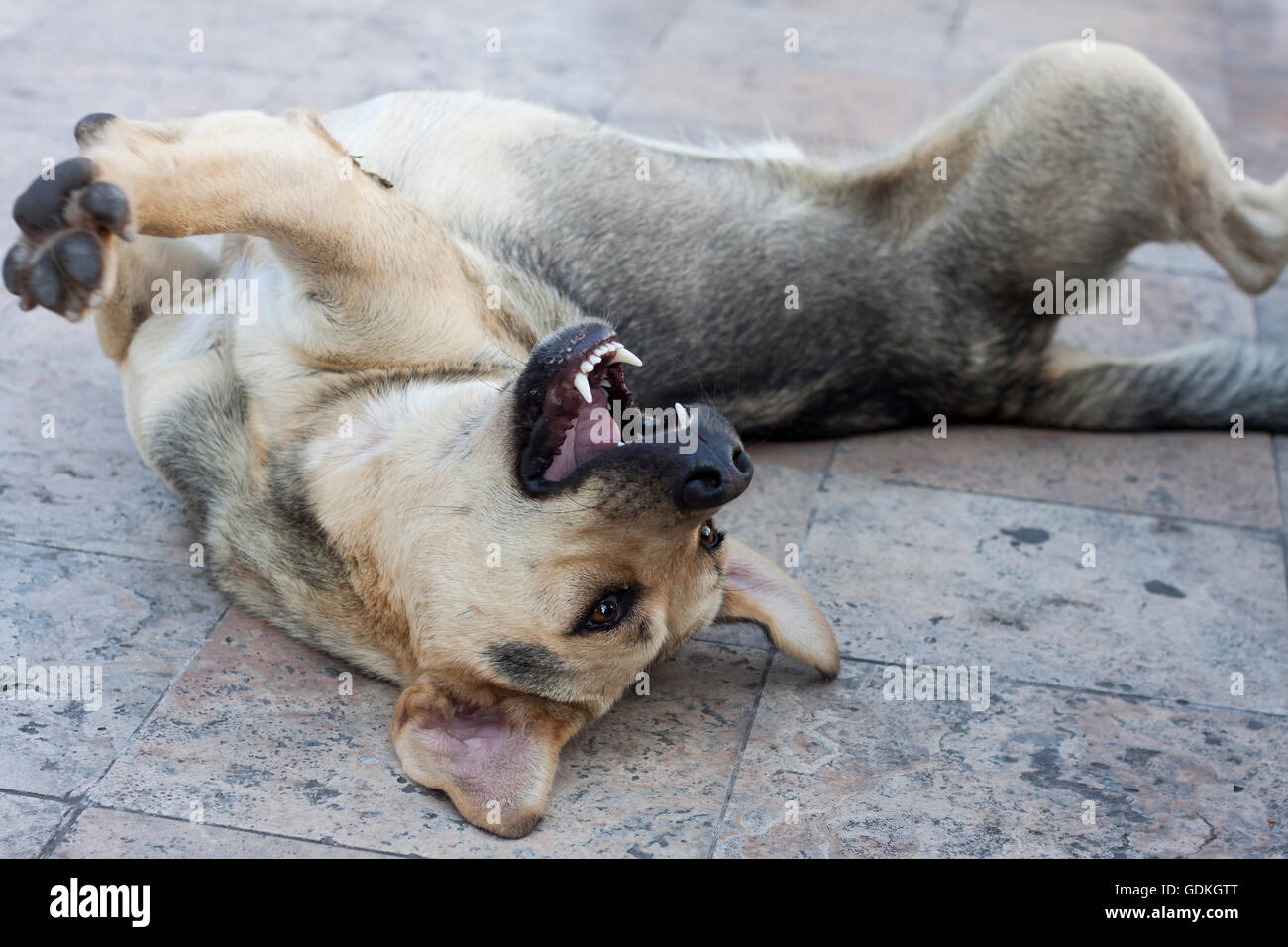 Very happy dog plying and rolling over floor, with paws in the air ...