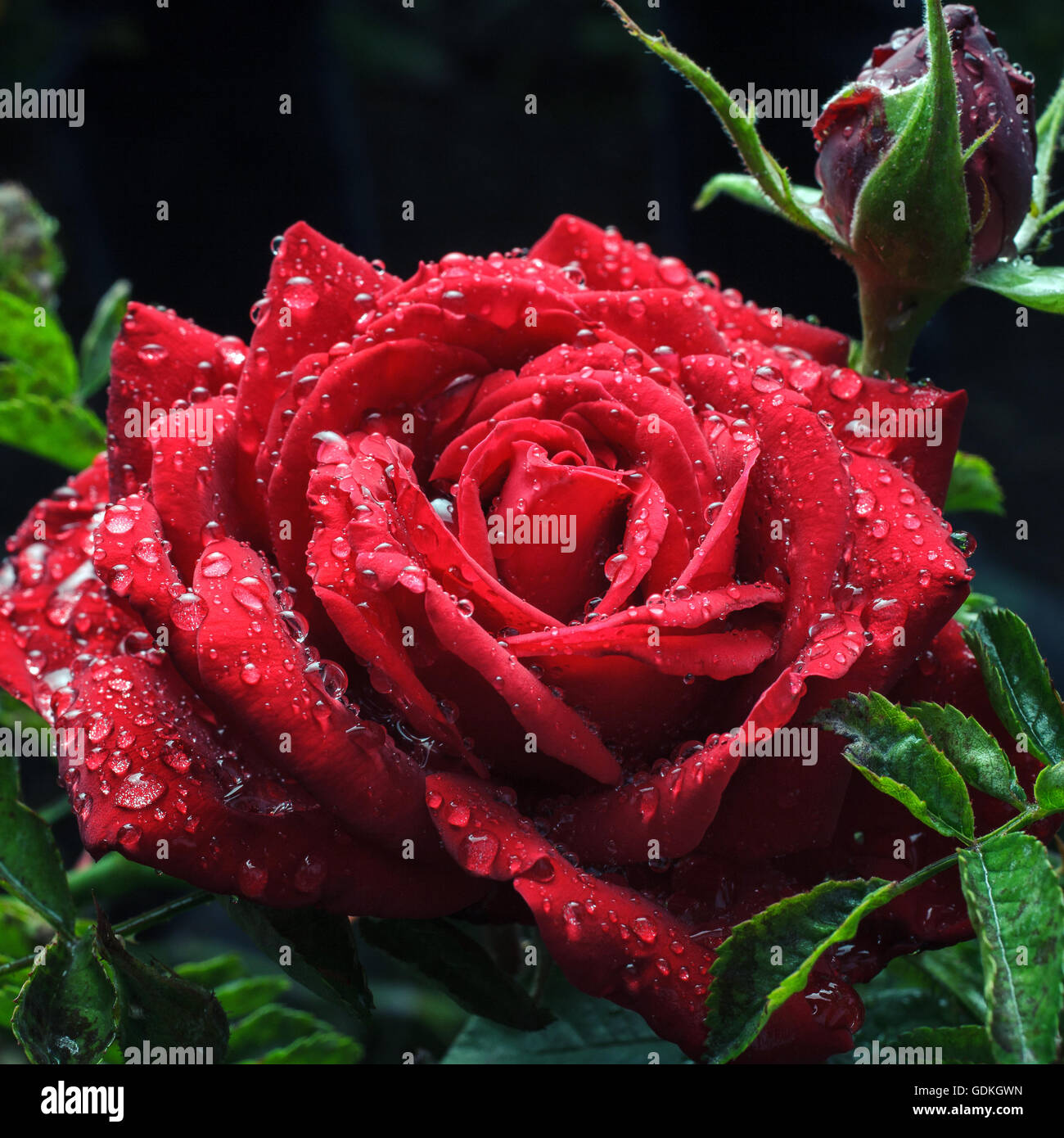 Garden red rose with dew drops Stock Photo - Alamy
