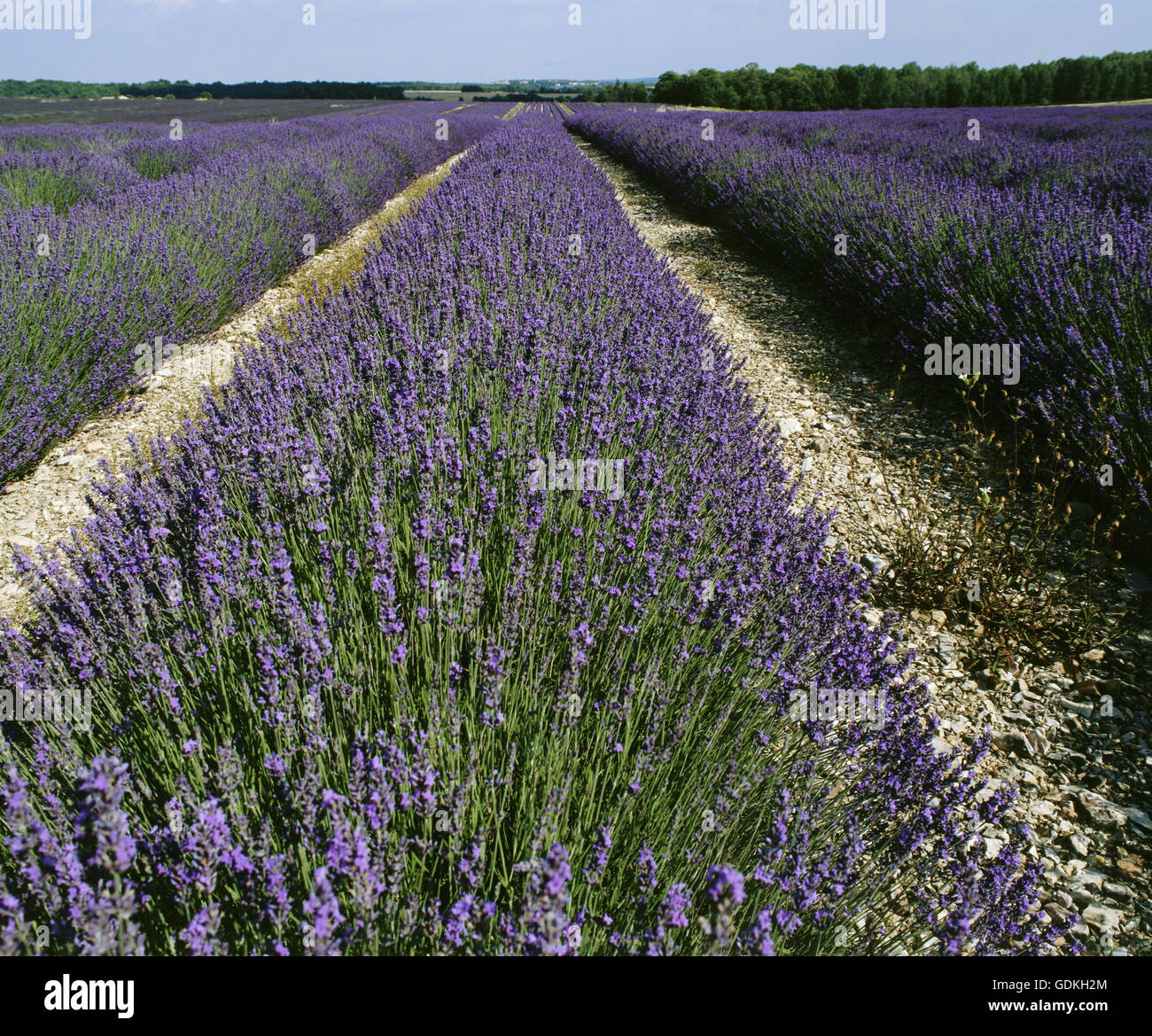 botany, Lavender (Lavandula angustifolia), Common Lavender on field ...
