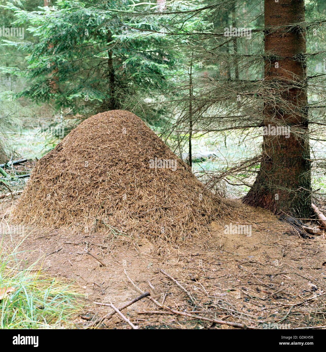 zoology / animals, insects, ants, ant-hill, in wood Stock Photo - Alamy