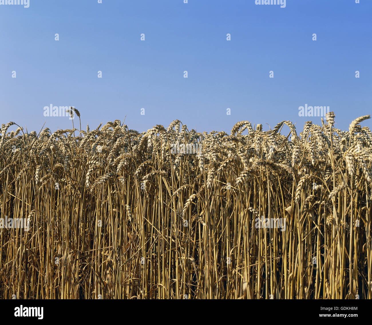 Ears common wheat bread hi-res stock photography and images - Alamy
