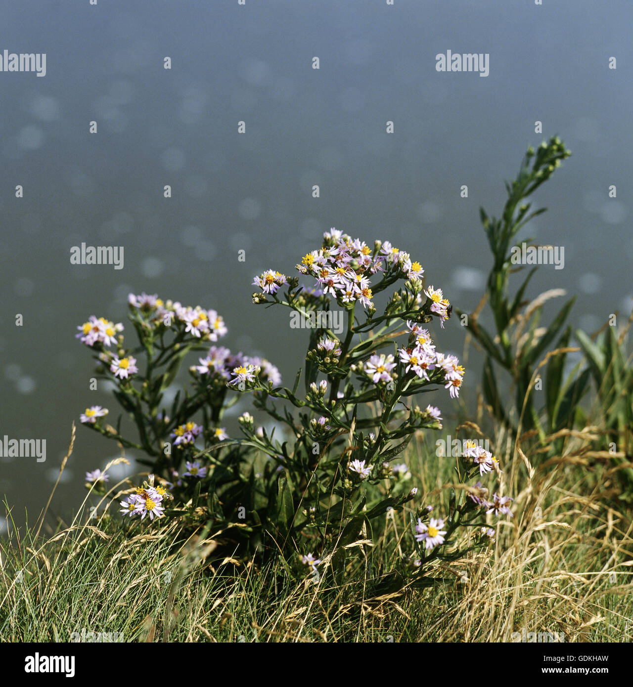 botany, Aster, (Aster), Sea Aster, (Aster tripolium), in meadow Stock ...