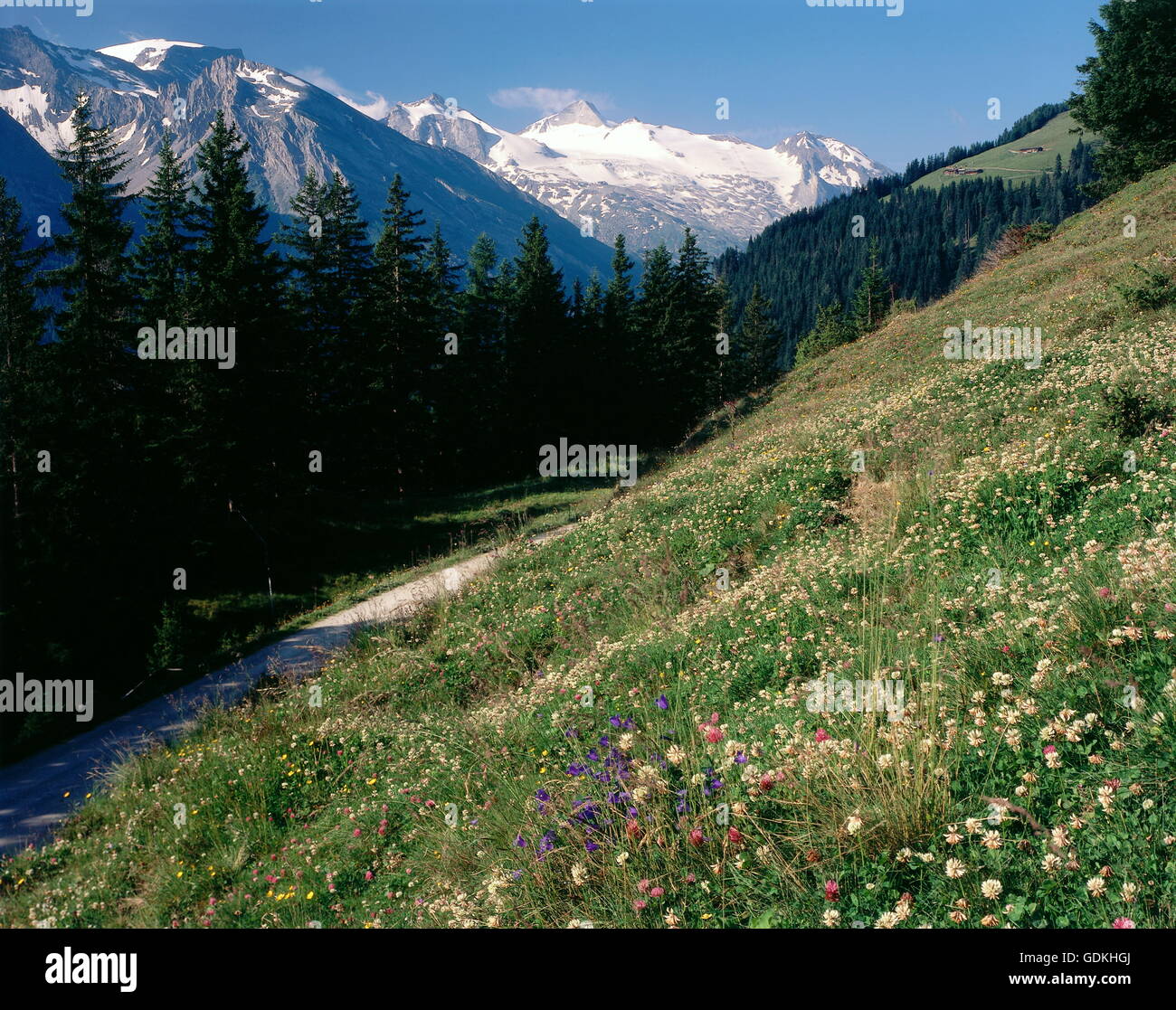 Austria tyrol meadow mountains flowers hi-res stock photography and ...