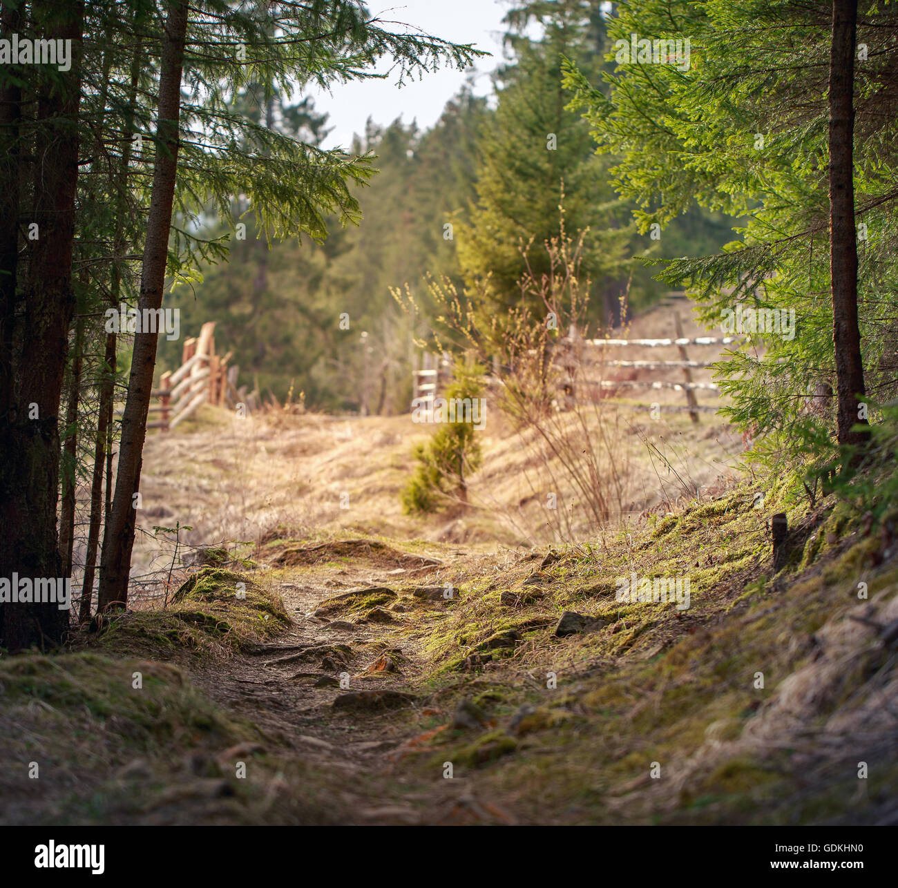 Mountain trail in the forest, roots of trees Stock Photo - Alamy