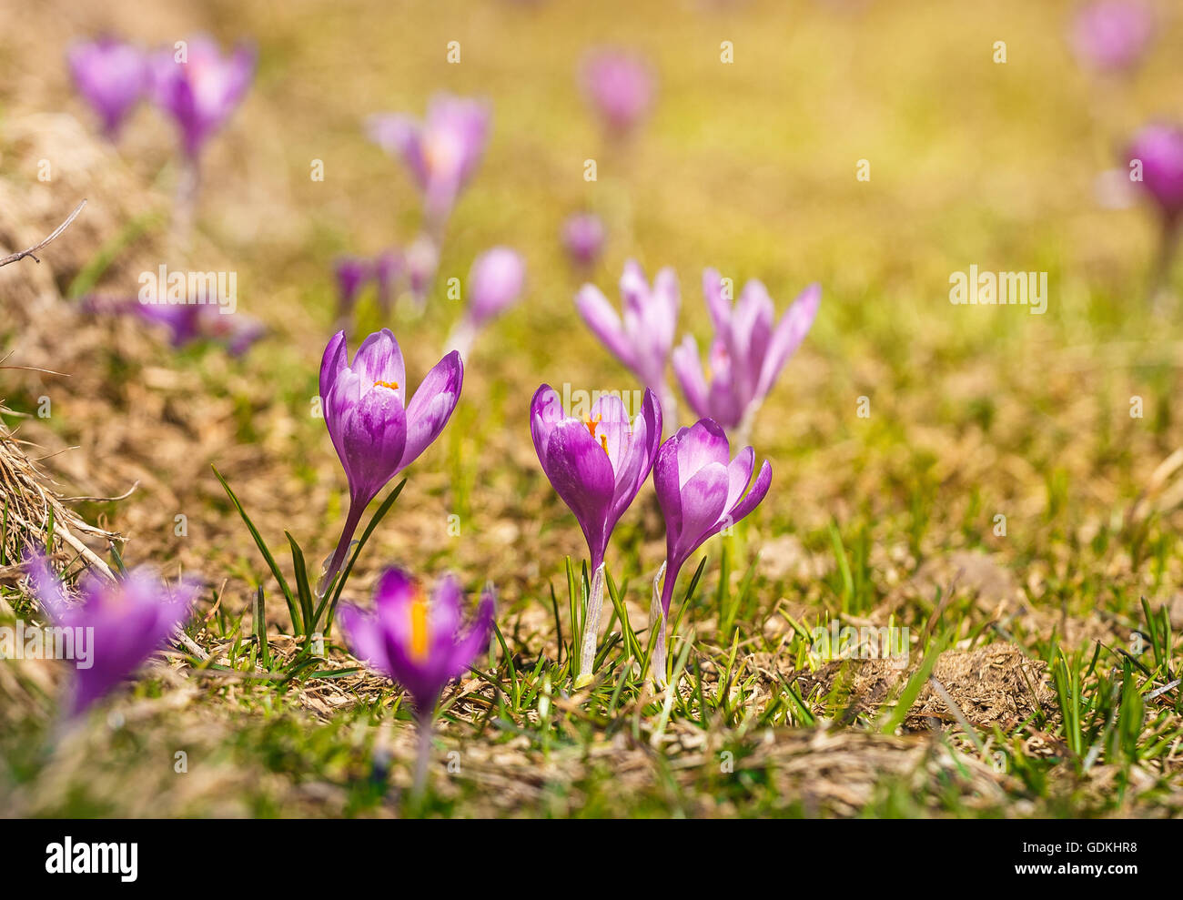 Crocus spring flower hi-res stock photography and images - Alamy