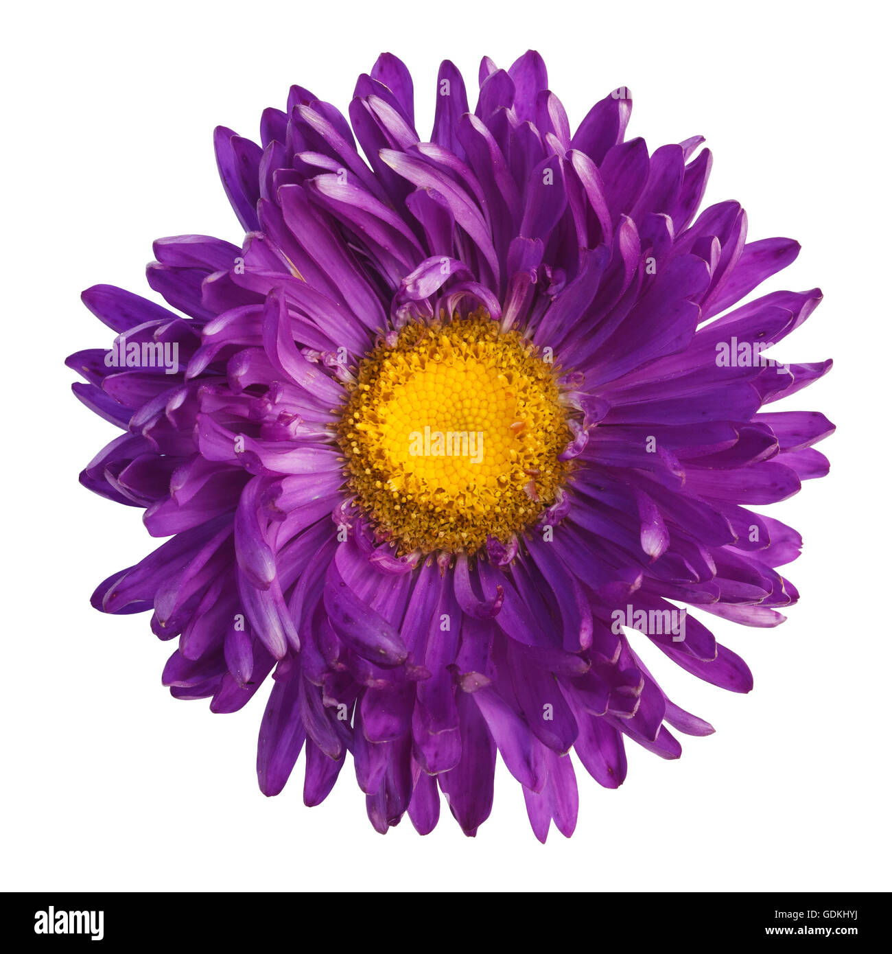 beautiful purple flower isolated on white background Stock Photo - Alamy