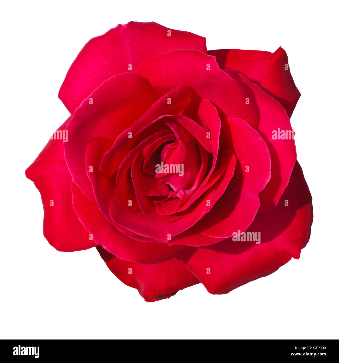 Red rose flower isolated on white background Stock Photo - Alamy