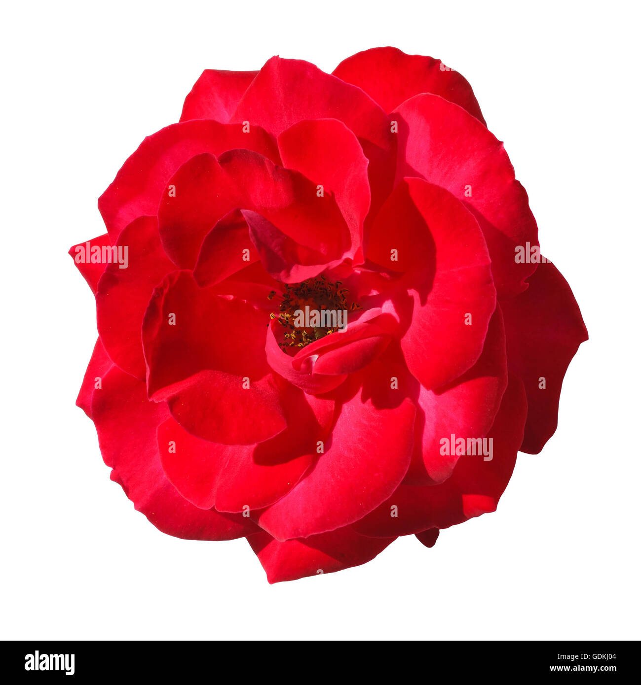 Red rose flower isolated on white background Stock Photo - Alamy